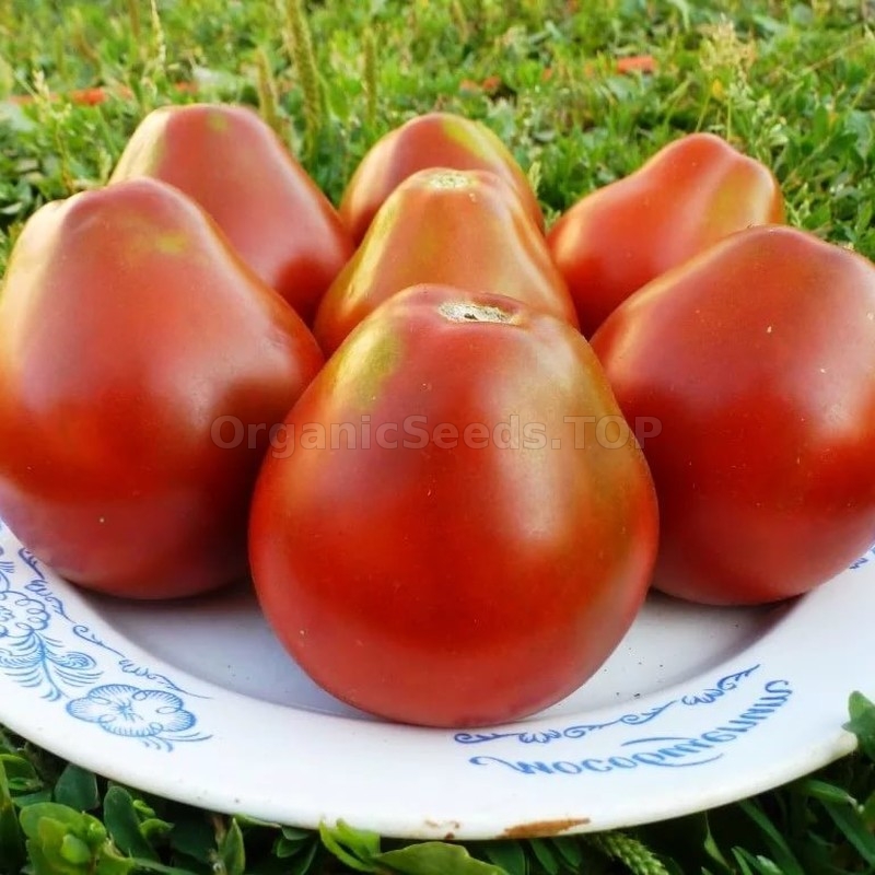 «Grushovka» - Organic Tomato Seeds - Shipping is free for orders over €50