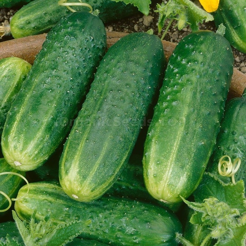 «Shhedryj» - Organic Cucumber Seeds - Shipping is free for orders over €50