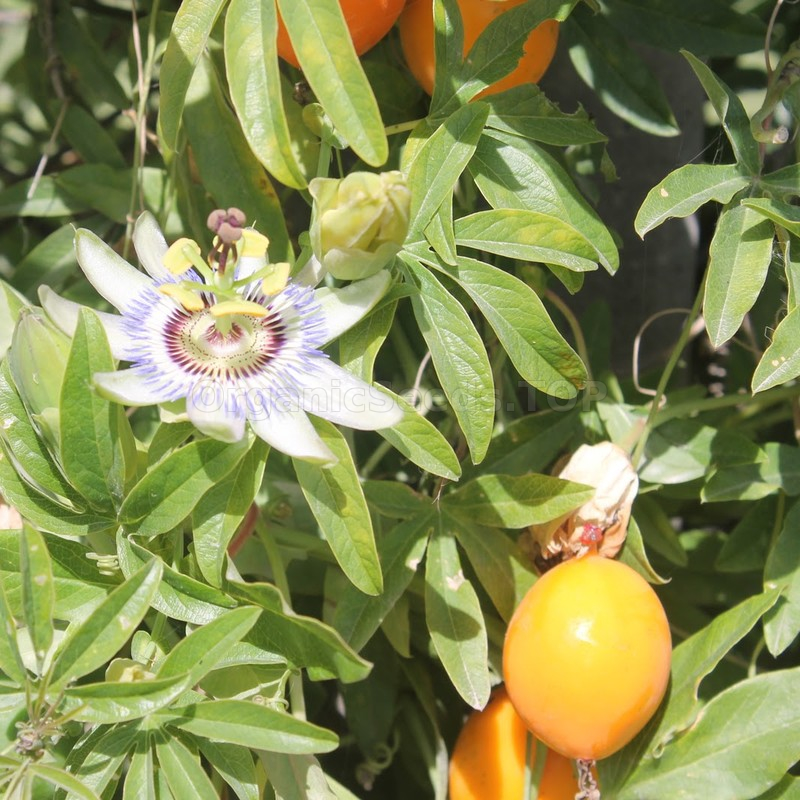 Images Organic Passion Fruit Seeds Passiflora Edulis Shipping Is