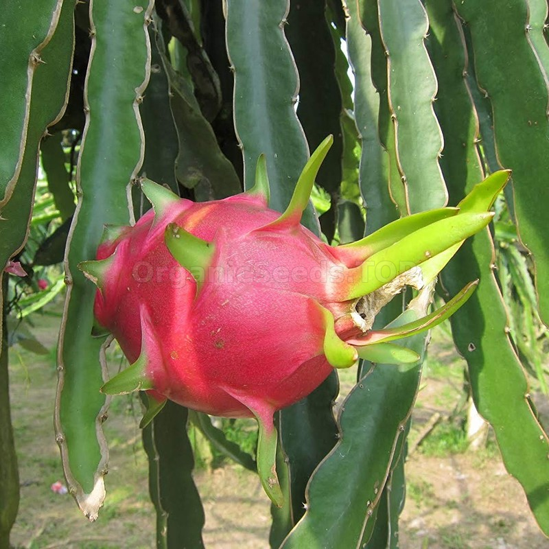Organic Pitahaya seeds - Shipping is free for orders over €50