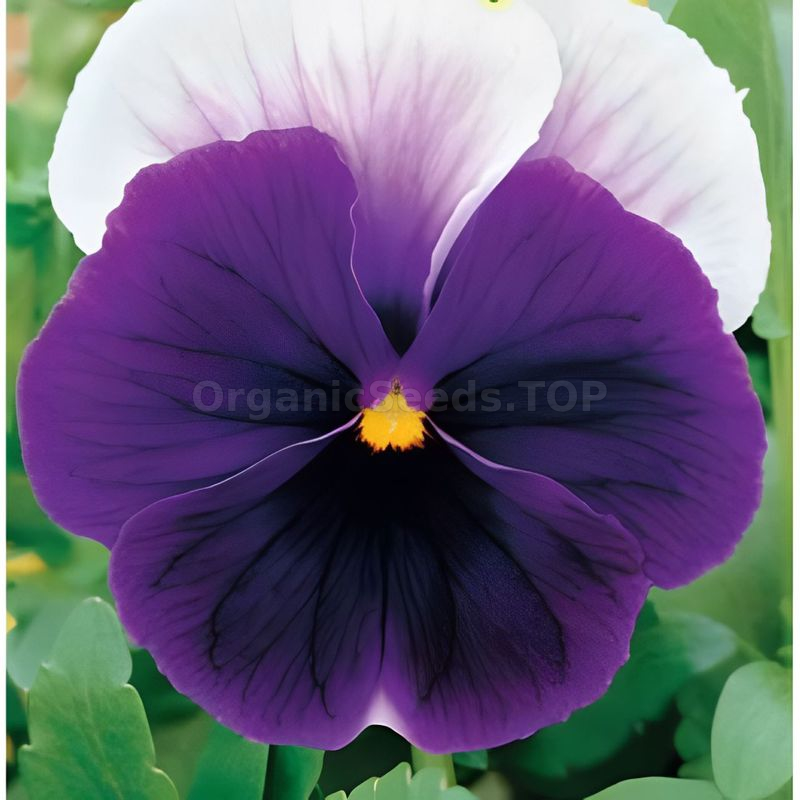 «Lord Beaconsfield» - Organic Viola seeds - Shipping is free for orders ...