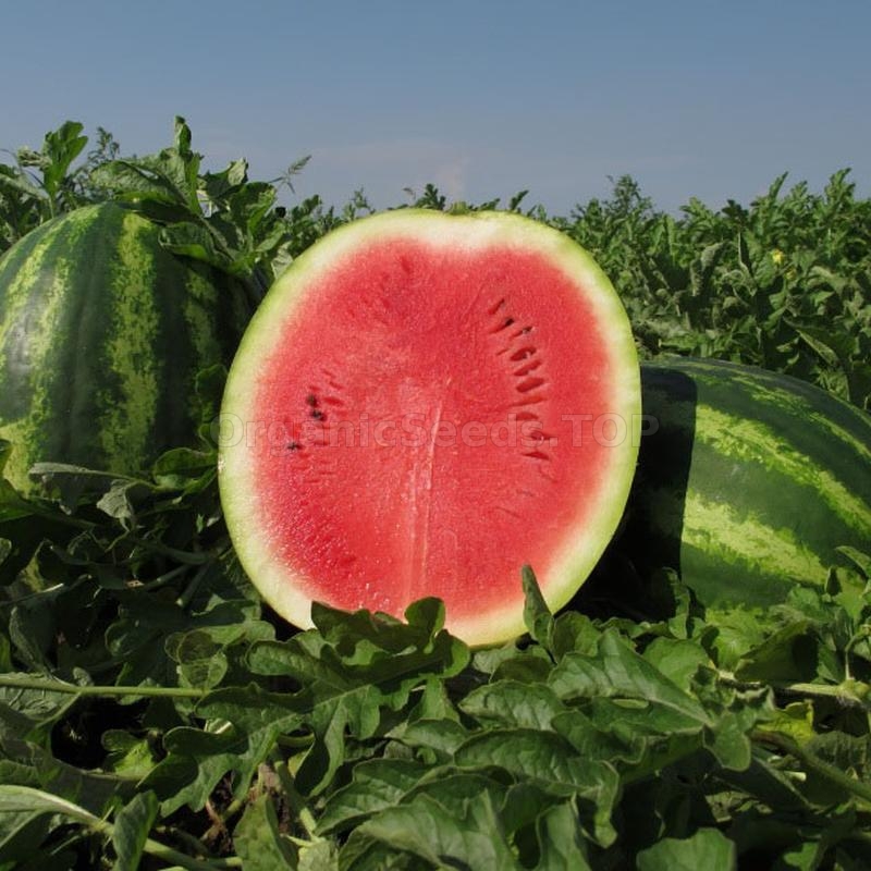 «Producer» - Organic Watermelon Seeds - Shipping is free for orders ...