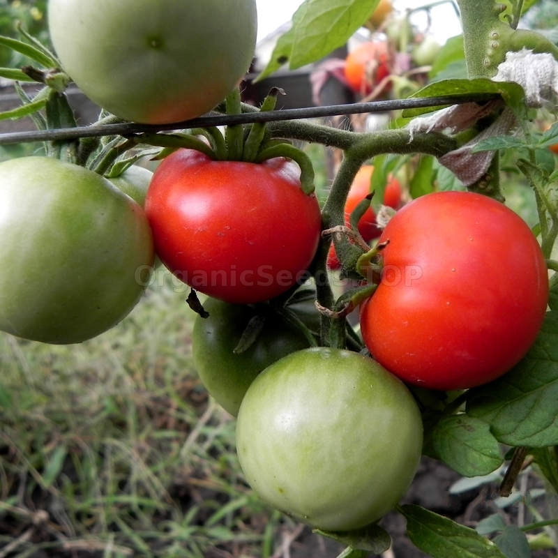 Reviews «Mountain Princess» - Organic Tomato Seeds - Shipping is free ...