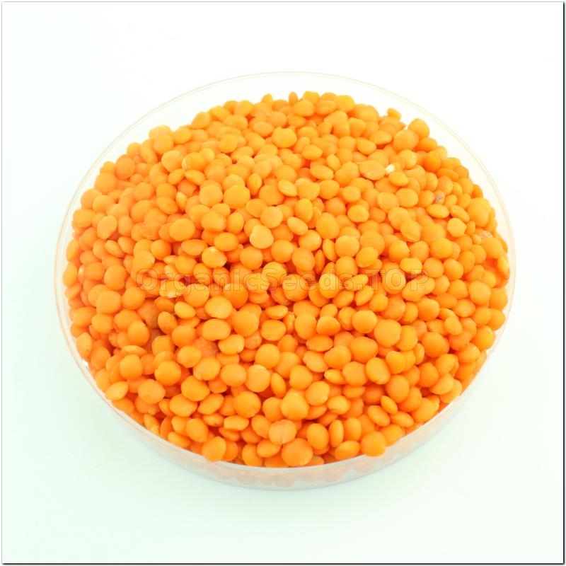 «Canadian» - Organic Lentil Seeds - Shipping is free for orders over €100