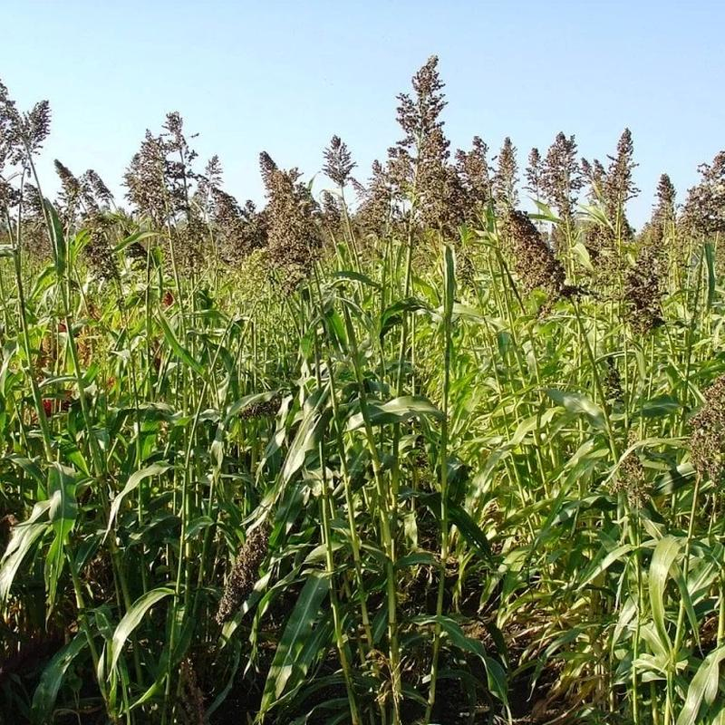 Images «Blonde» - Organic Sudan grass seeds - Shipping is free for ...