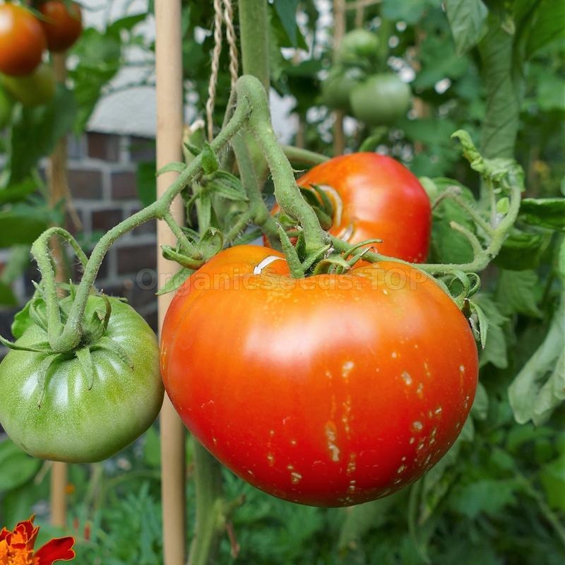 «Fireworks Red» - Organic Tomato Seeds - Shipping is free for orders ...