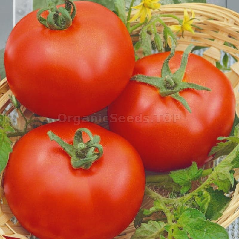 «Flora» - Organic Tomato Seeds - Shipping is free for orders over €50