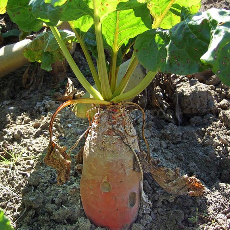 Reviews «Poltava white» - Organic Beetroot Seed - Shipping is free for ...