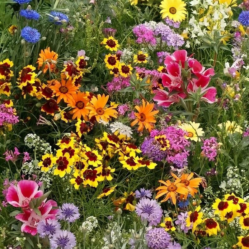 «Long-blooming» - Organic Flower mix seeds - Shipping is free for ...