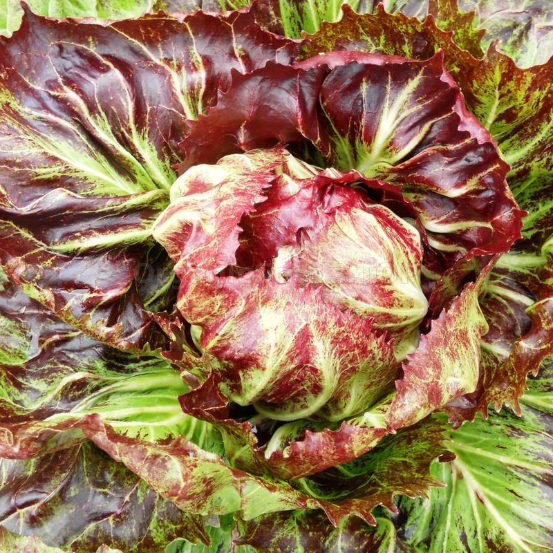 Images «Pola Rossa» - Organic Salad Seeds - Shipping is free for orders ...