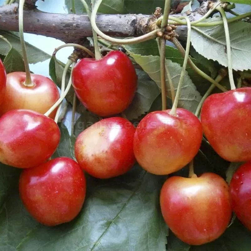 «General's» - Organic Cherry Seeds - Shipping is free for orders over €50