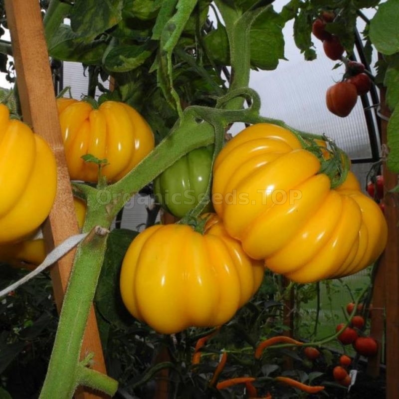 «American ribbed yellow» - Organic Tomato Seeds - Shipping is free for ...