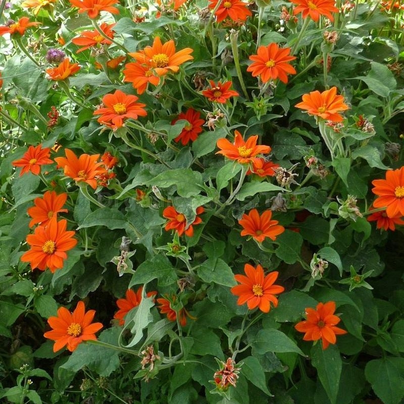 Organic Tithonia round-leaved Seeds (Tithonia rotundifolia) - Shipping ...