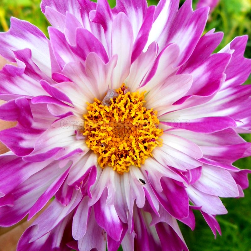 «Double Click Bicolor» - Organic Cosmos Seeds - Shipping is free for ...