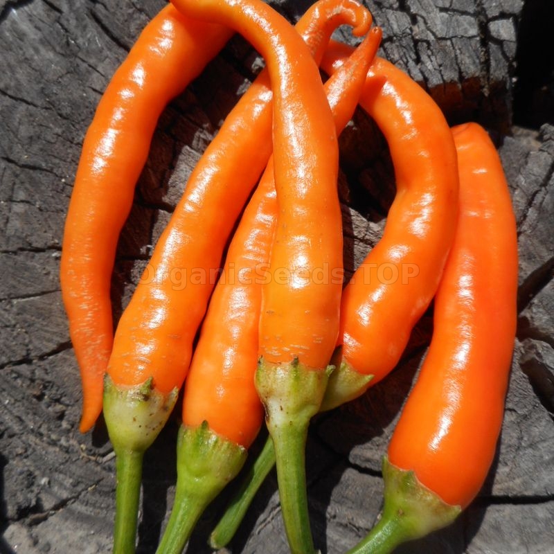 Images «Portokolova Fifronka» - Organic Hot Pepper Seeds - Shipping is ...