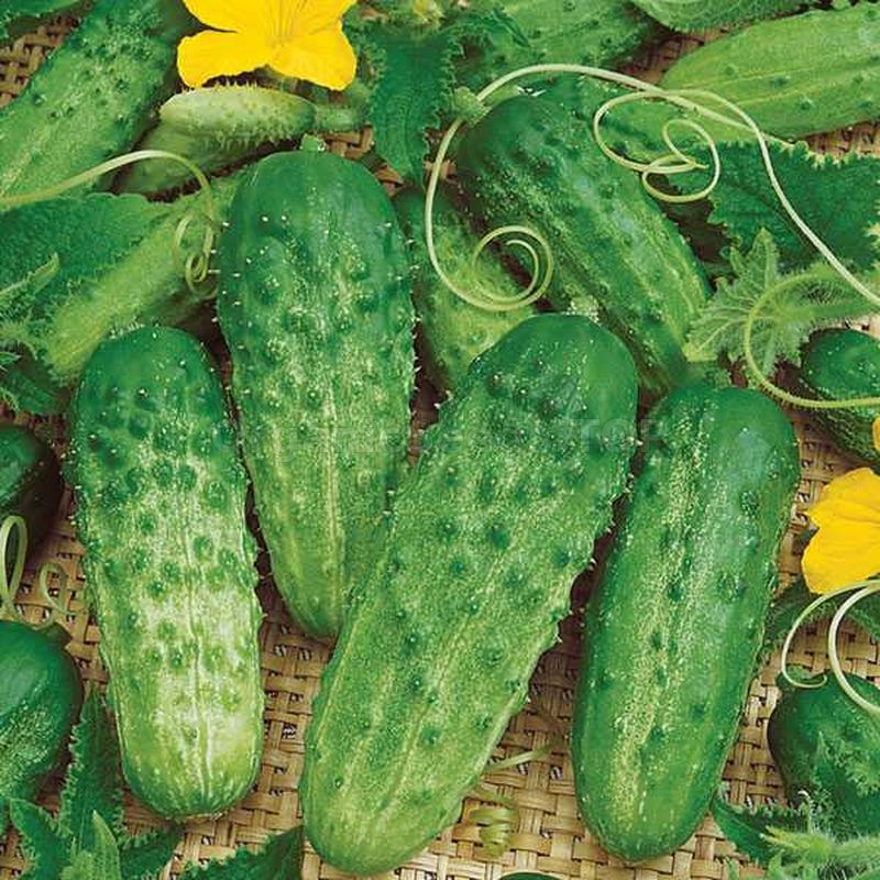 «The envy of your neighbor» - Organic Cucumber Seeds - Shipping is free ...