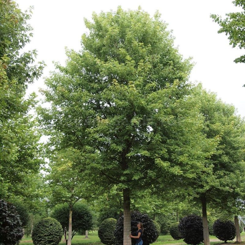 Images Organic Silver Maple Seeds (Acer saccharinum) - Shipping is free ...