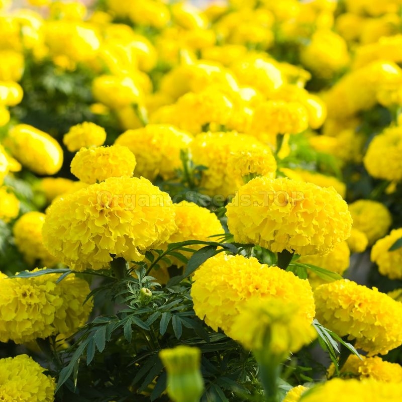 «Lemon Drop» - Organic Tagetes Seeds - Shipping is free for orders over €50