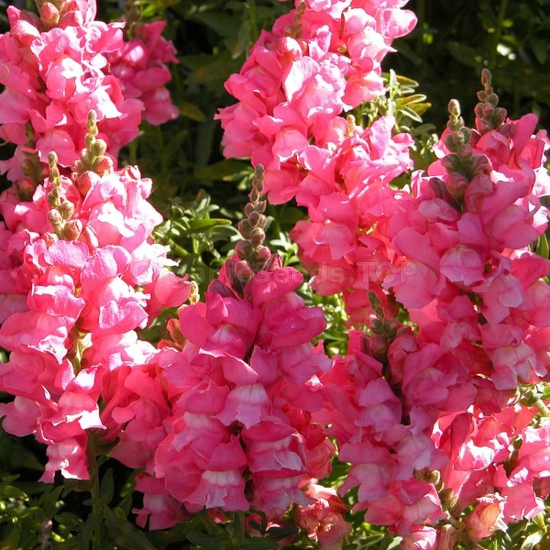Images «Pink» - Organic Snapdragons Seeds - Shipping is free for orders ...