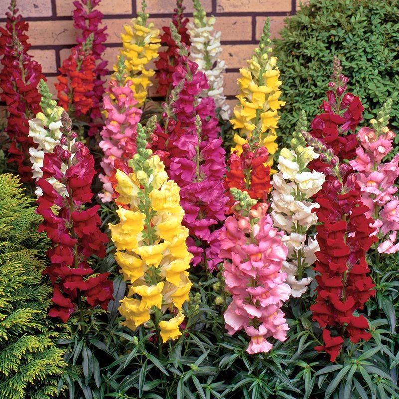 Images «Tall mix» - Organic Snapdragons Seeds - Shipping is free for ...