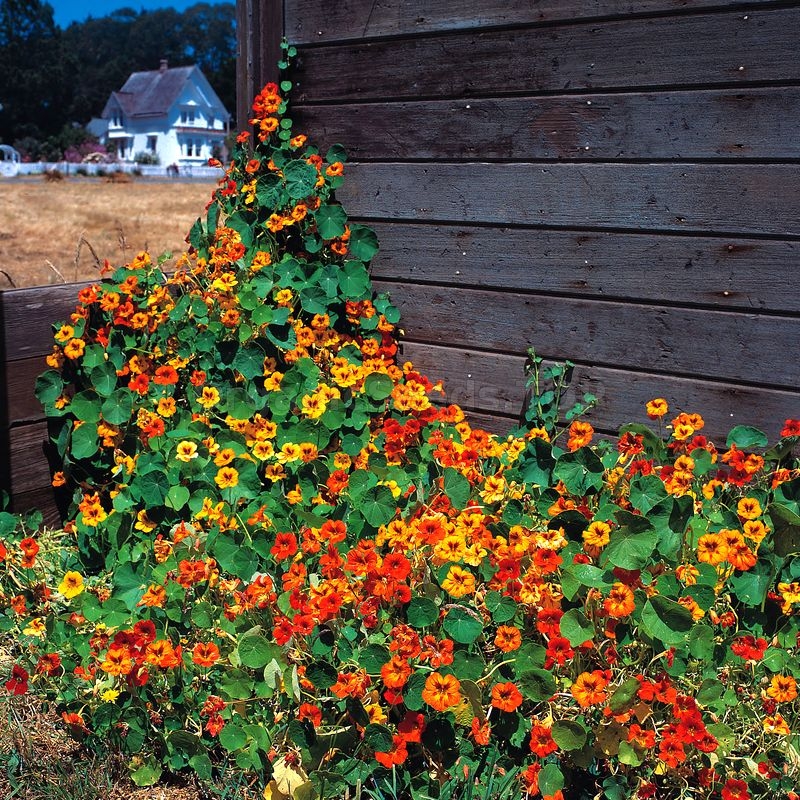 «Spitfire» - Organic Garden Nasturtium Seeds - Shipping is free for ...