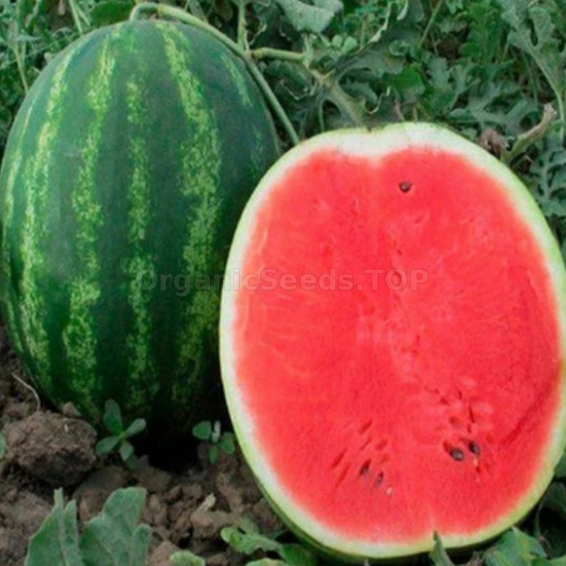 «Manchester» - Organic Watermelon Seeds - Shipping is free for orders ...