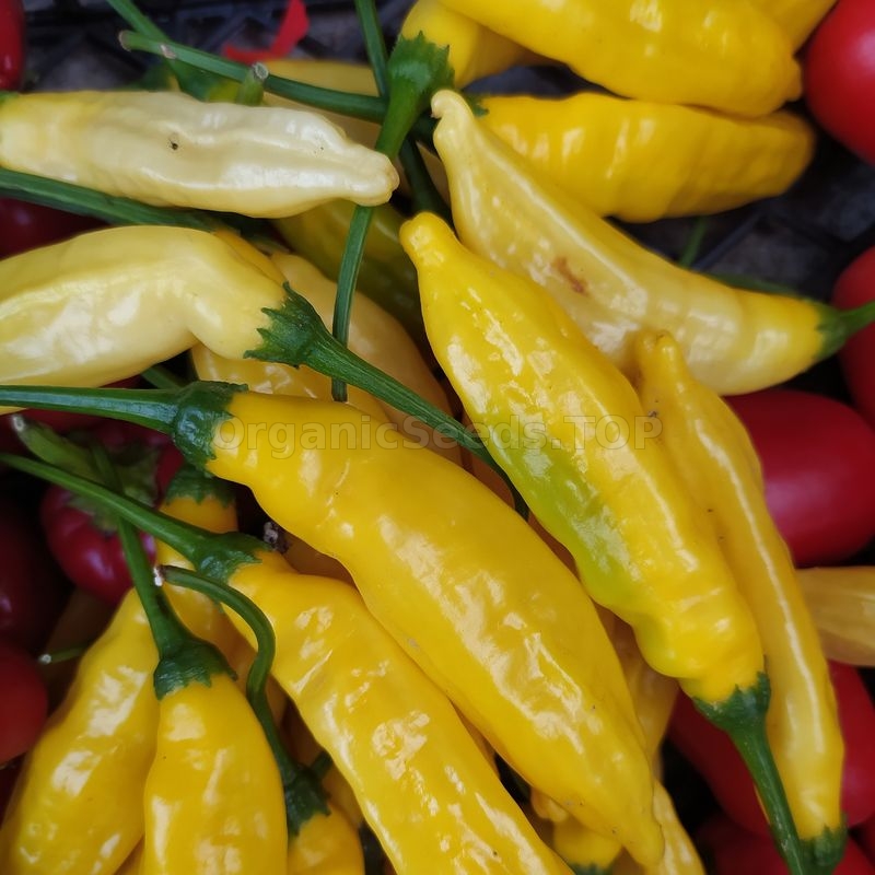 Images «Lemon drop» - Organic Hot Pepper Seeds - Shipping is free for ...