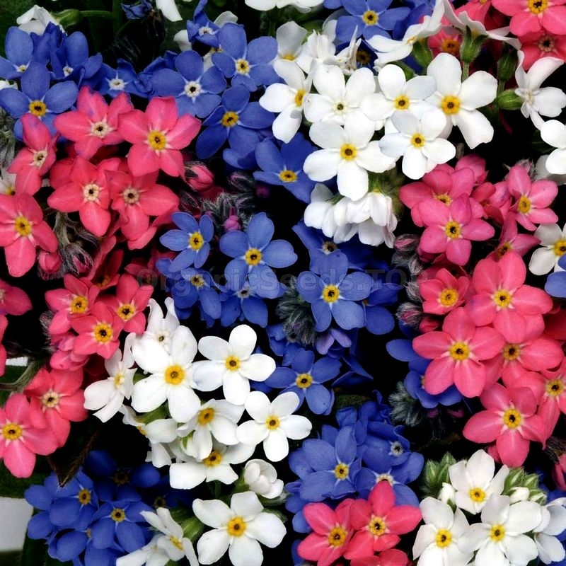 «Mix» - Organic Myosotis Seeds - Shipping is free for orders over €50