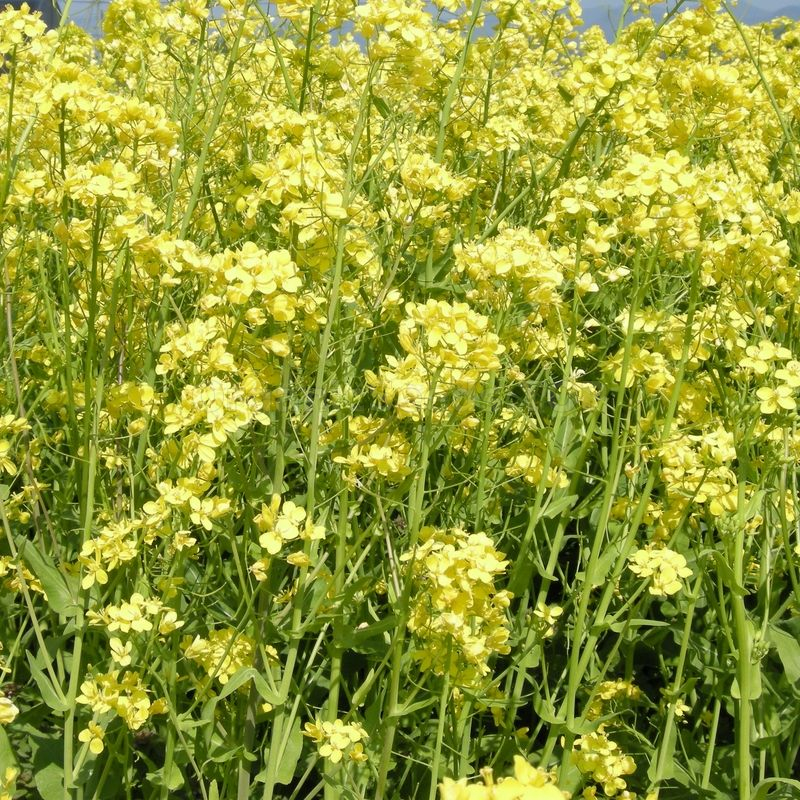 Organic Rapeseed seeds - Shipping is free for orders over €50
