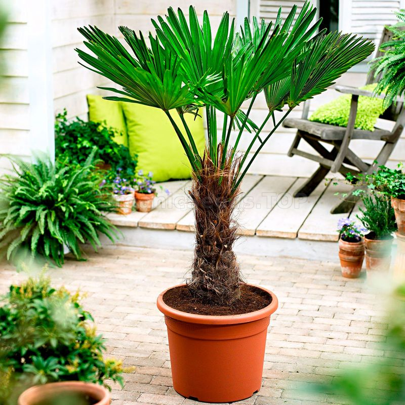 «Fortune» - Organic Windmill Palm Seeds / Trachycarpus fortunei ...
