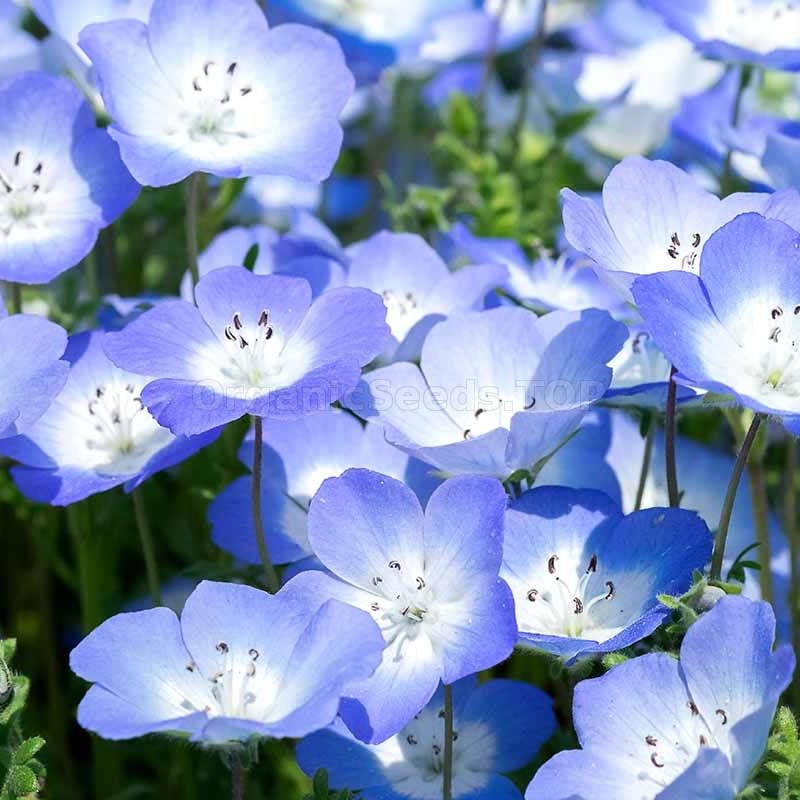 «Blue Penny» - Organic Nemophila Seeds - Shipping is free for orders ...