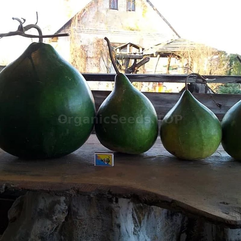 «Kettle Gourd» - Organic Calabash Seeds - Shipping is free for orders ...