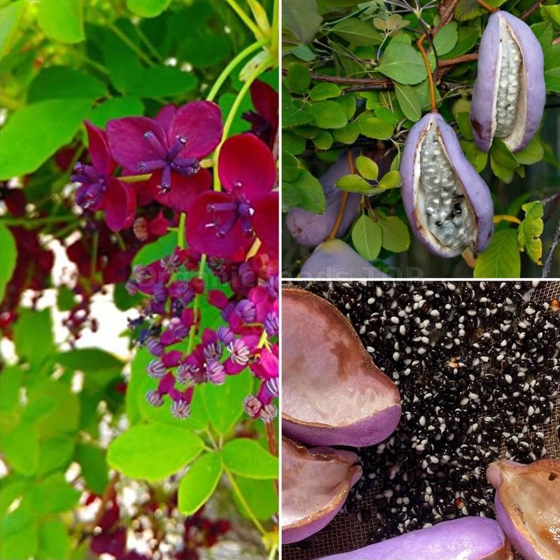 Organic Akebia five-leaf Seeds (Akebia quinata) - Shipping is free for ...