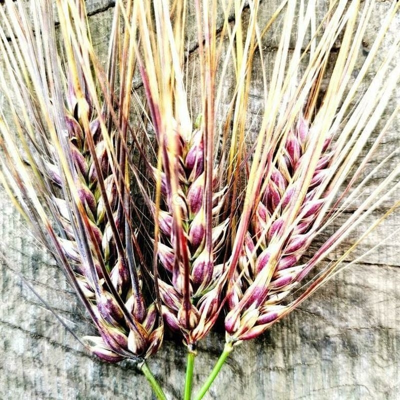 «Purple Valley» - Organic Barley Seeds - Shipping is free for orders ...