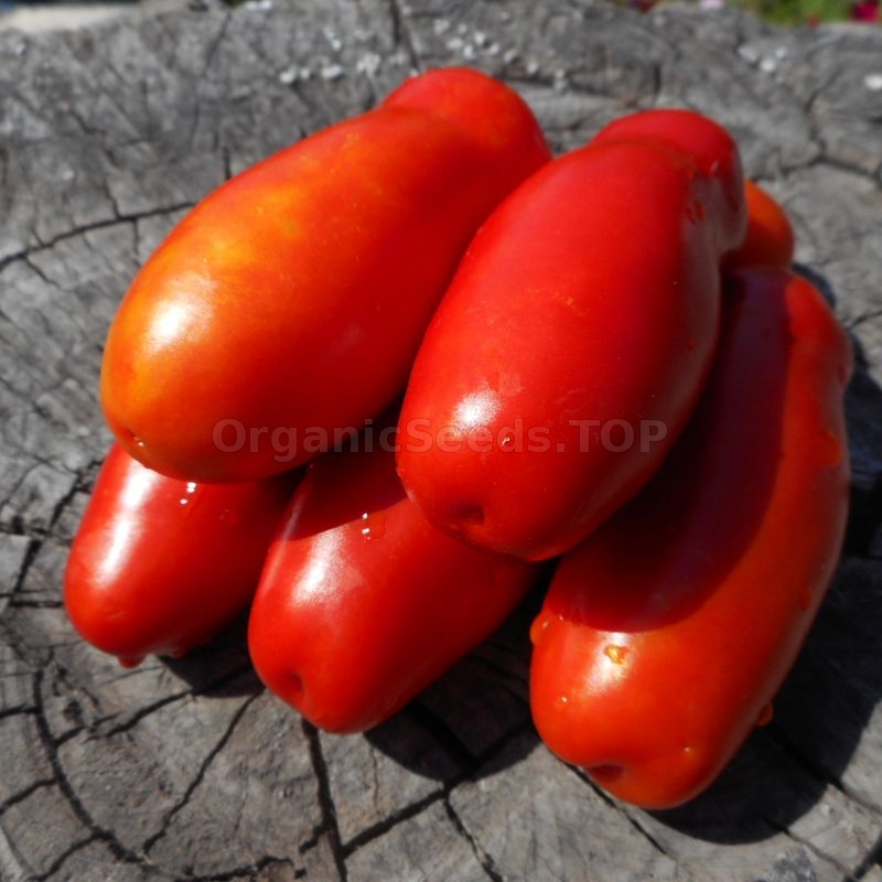 «Firewood» - Organic Tomato Seeds - Shipping is free for orders over €100