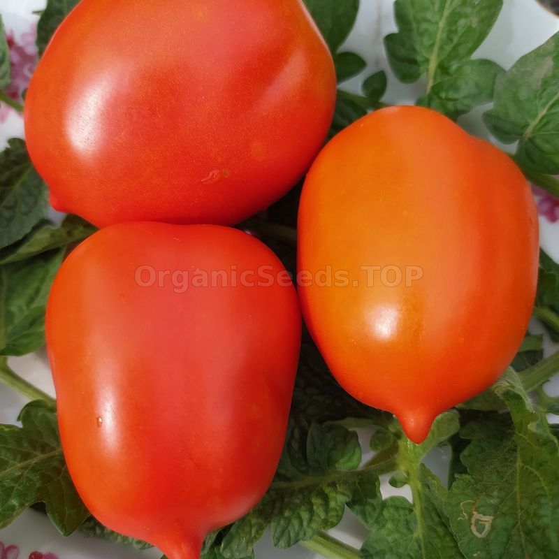 «Coconut Beach» - Organic Tomato Seeds - Shipping is free for orders ...