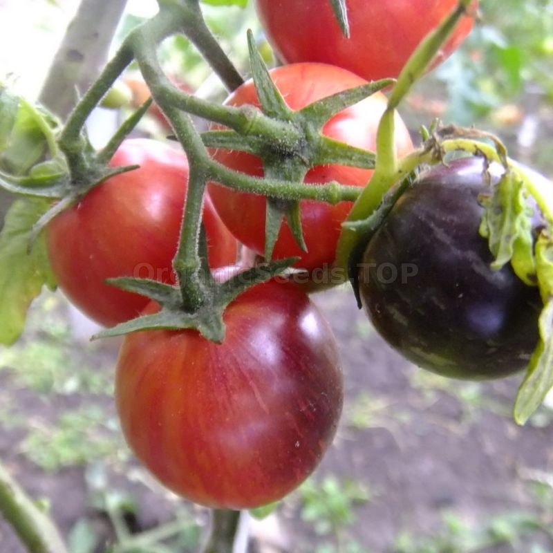 «Dwarf Striped Balkan Tiger» - Organic Tomato Seeds - Shipping is free ...