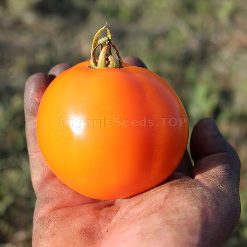 «Earl of Edgecombe» - Organic Tomato Seeds - Shipping is free for ...