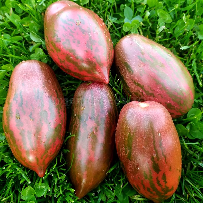 «Sweet Tooth» - Organic Tomato Seeds - Shipping is free for orders over €50