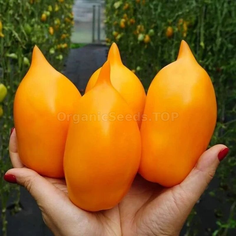 «Pinocchio» - Organic Tomato Seeds - Shipping is free for orders over €50