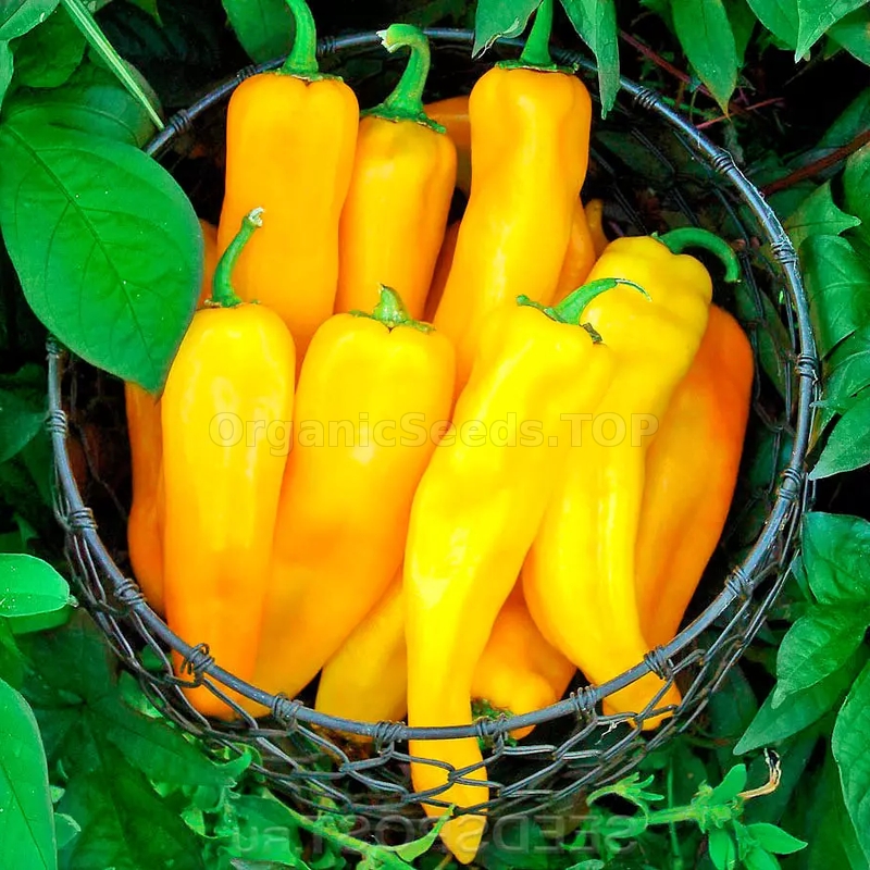 «Marconi Golden» - Organic Pepper Seeds - Shipping is free for orders ...