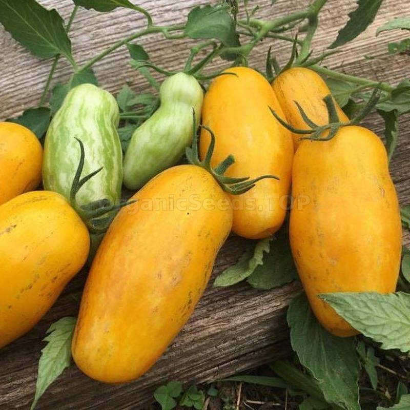 Images «Banana Legs» - Organic Tomato Seeds - Shipping is free for ...
