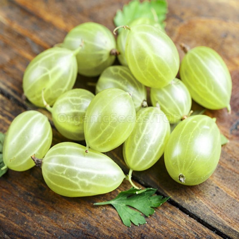 «Triumph» - Organic Gooseberry Seeds - Shipping is free for orders over €50