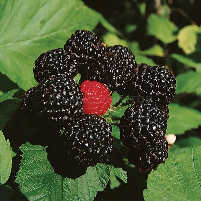 «Cumberland» - Organic Black Raspberry Seeds - Shipping is free for ...