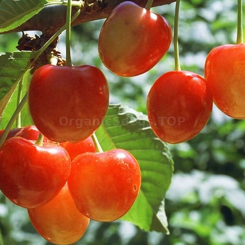Images «Rainer» - Organic Cherry Seeds - Shipping is free for orders ...