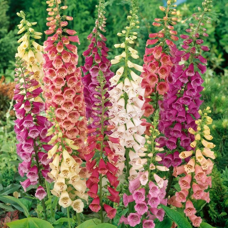 «Mix» - Organic Foxglove Seeds - Shipping is free for orders over €50