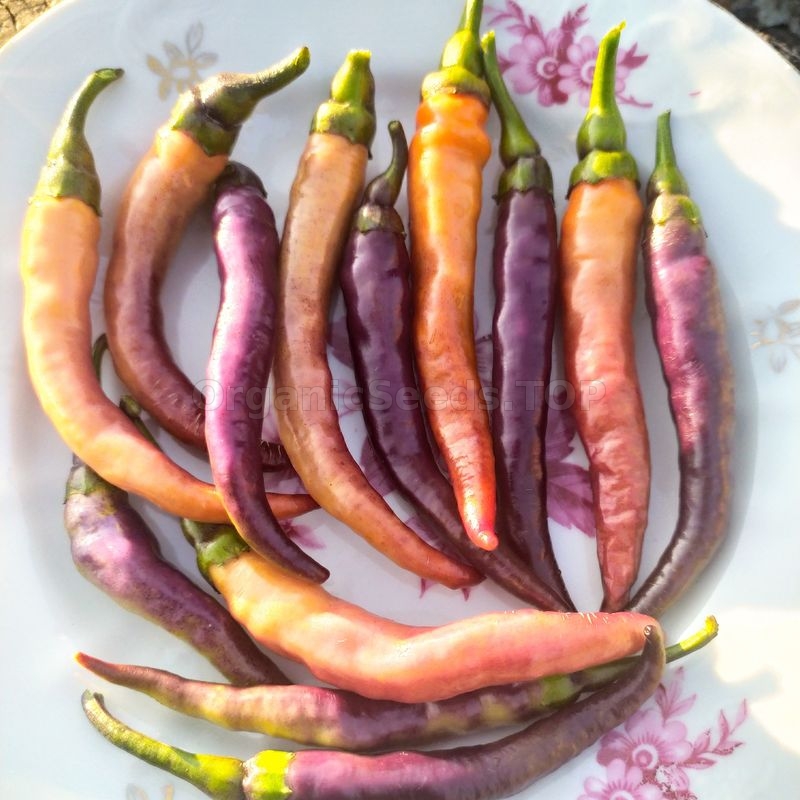 Images «Buena Mulata» - Organic Hot Pepper Seeds - Shipping is free for ...