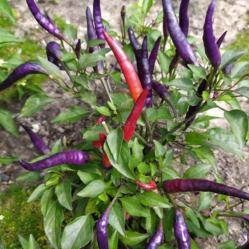 Images «Masquerade» - Organic Hot Pepper Seeds - Shipping is free for ...