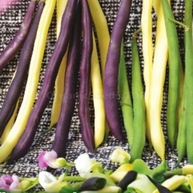 «Mix of climbing varieties» - Organic Bean Seeds - Shipping is free for ...
