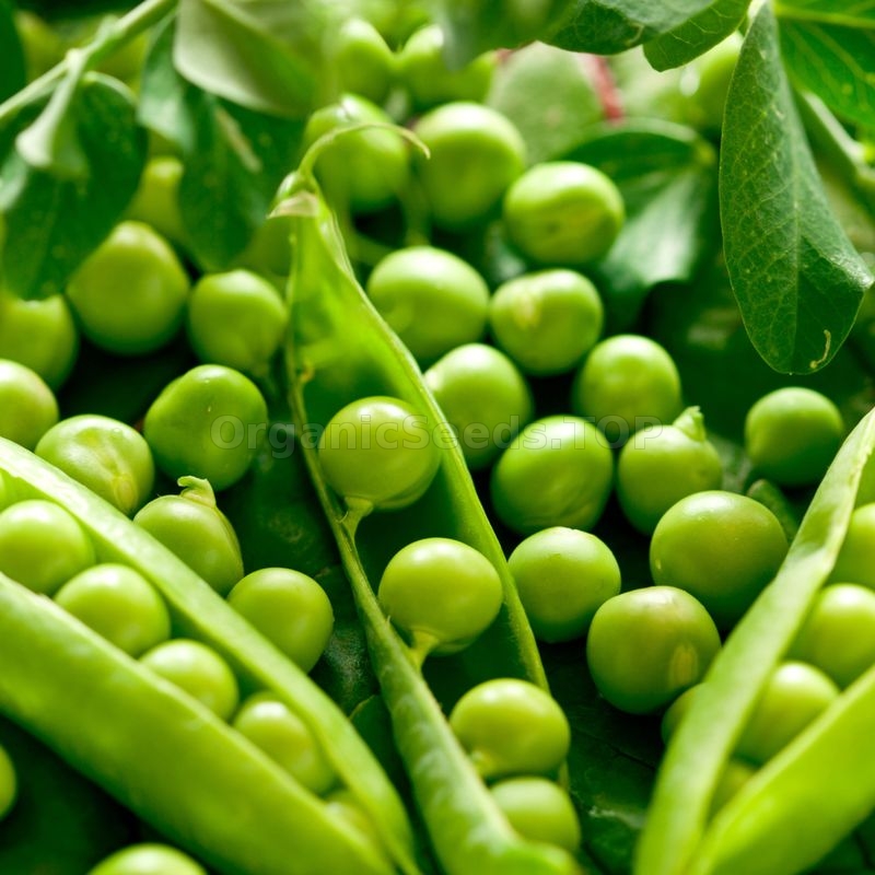 «Swiss giant» - Organic Pea Seeds - Shipping is free for orders over €50